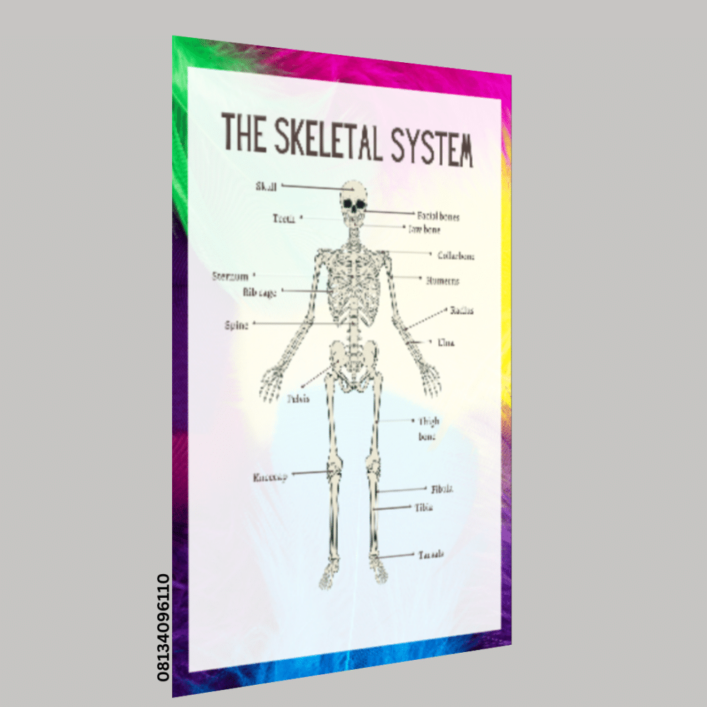 “The skeletal System”- -Classroom Instructional Posters - ebencuts