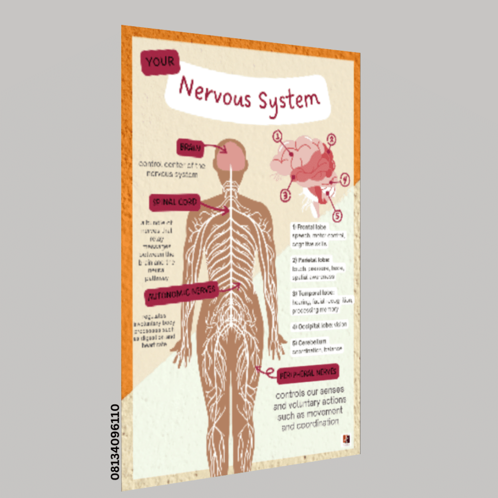 “Nervous system”- -Classroom Instructional Posters - ebencuts