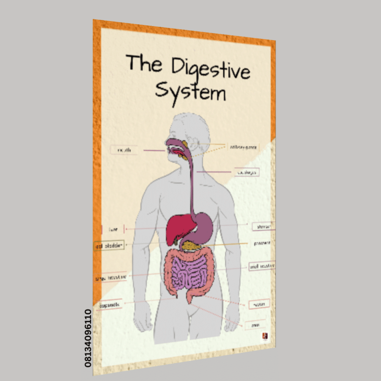 “The Digestive system”- -Classroom Instructional Posters - ebencuts